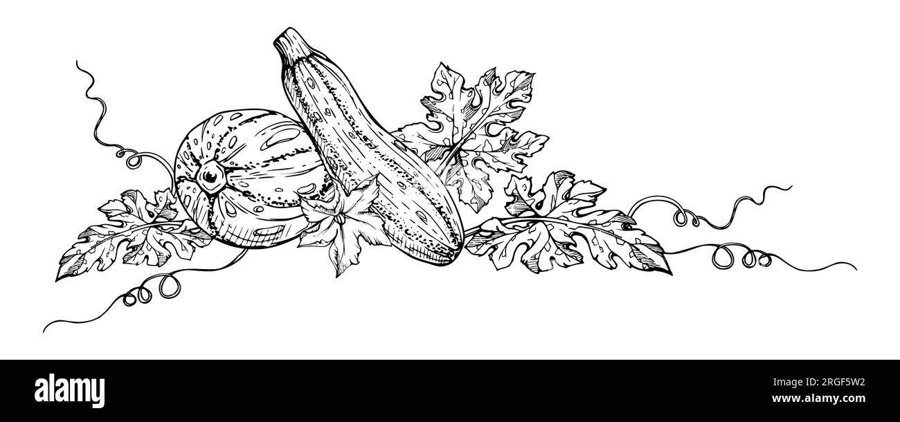 Hand drawn ink vector marrow zucchini gourd squash. Sketch illustration ...