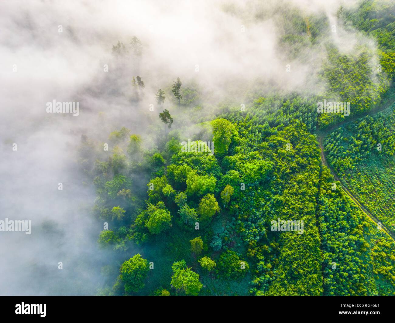 Green forest on foggy morning. Lush trees and clearing in the wood ...