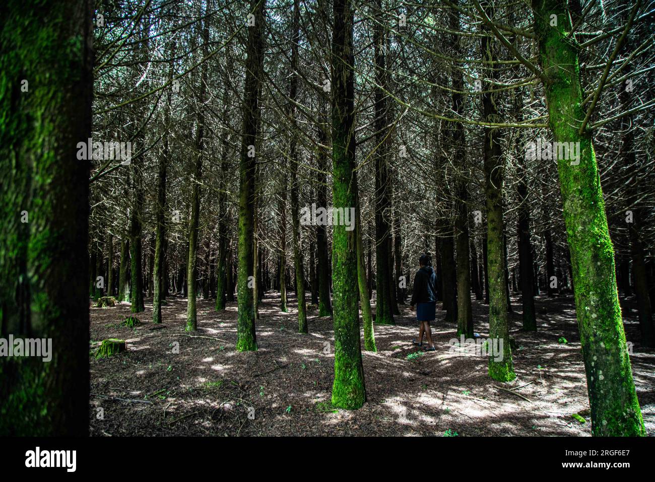 Mau forest kenya hi-res stock photography and images - Alamy