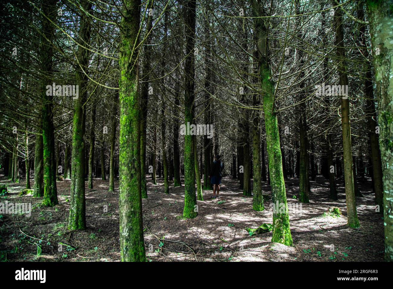 Mau forest kenya hi-res stock photography and images - Alamy