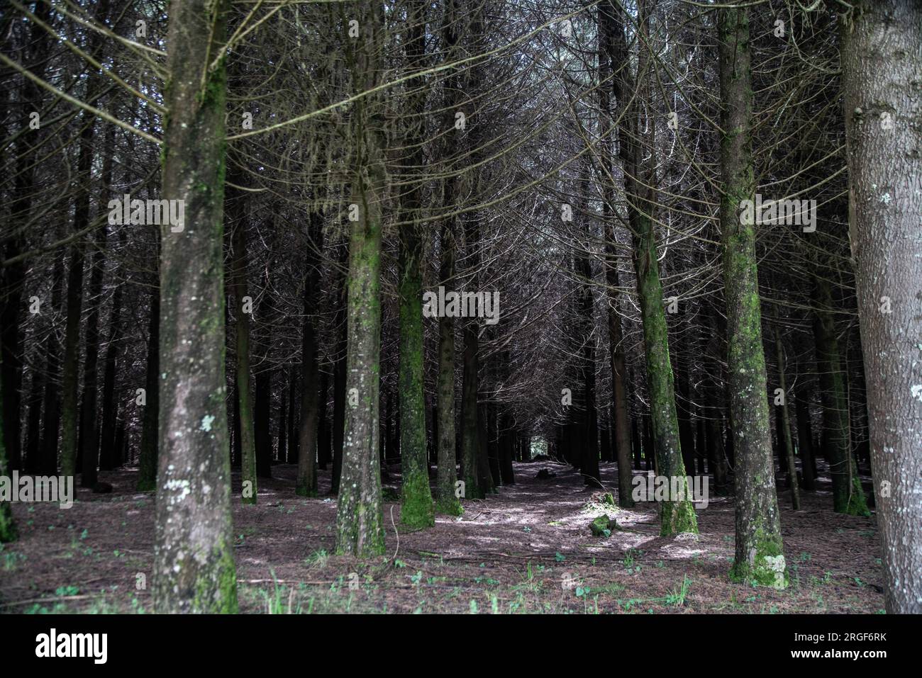 Mau forest kenya hi-res stock photography and images - Alamy
