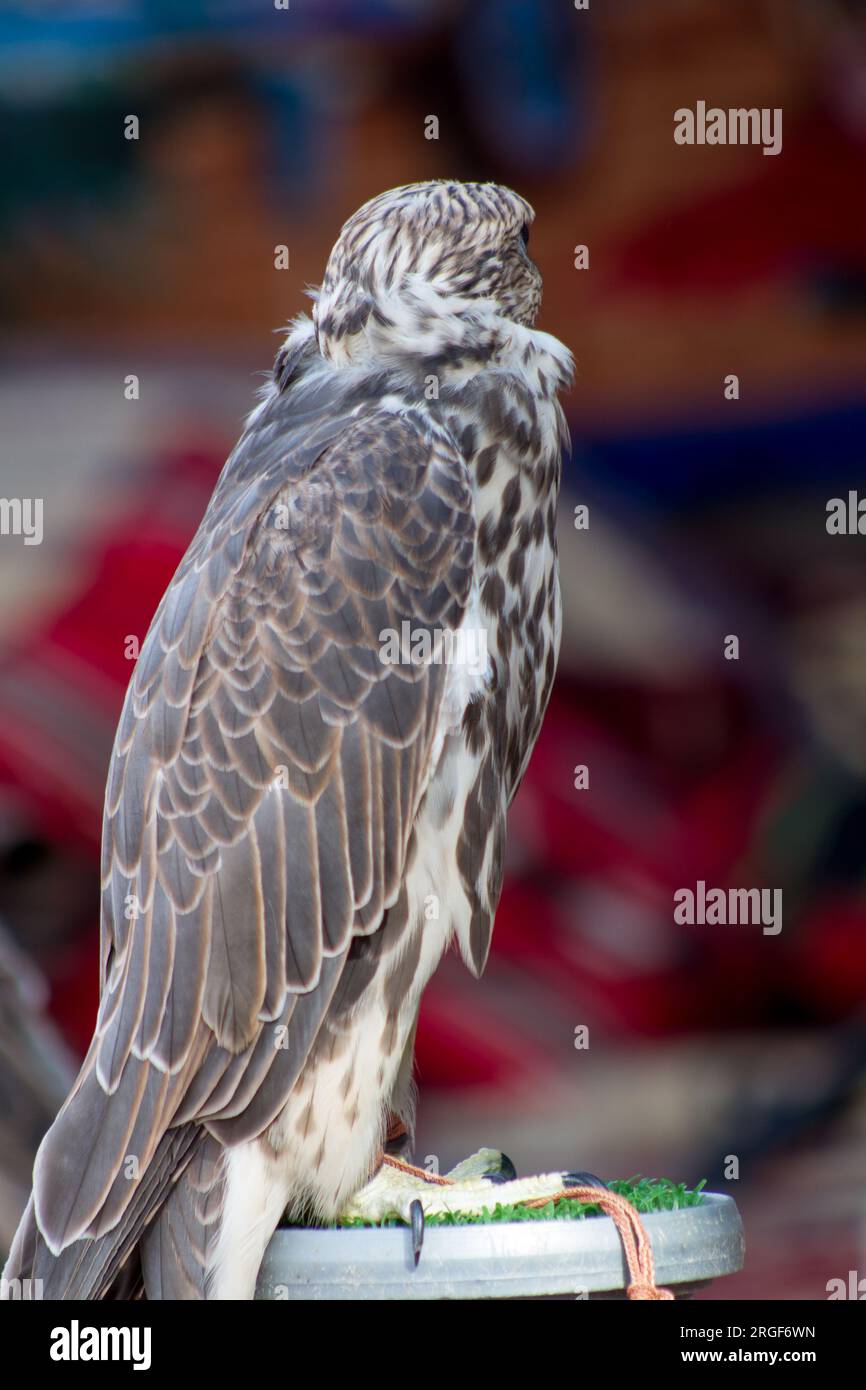 An Arabian Falcon sitting on perch pad in Desert of Dubai UAE Stock ...