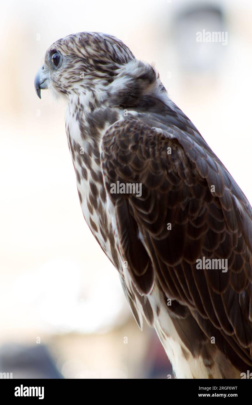 An Arabian Falcon sitting on perch pad in Desert of Dubai UAE Stock ...