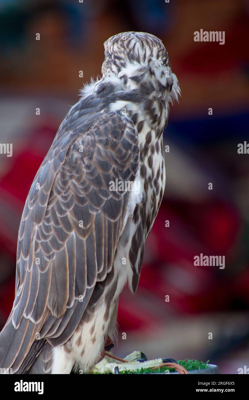 An Arabian Falcon sitting on perch pad in Desert of Dubai UAE Stock ...