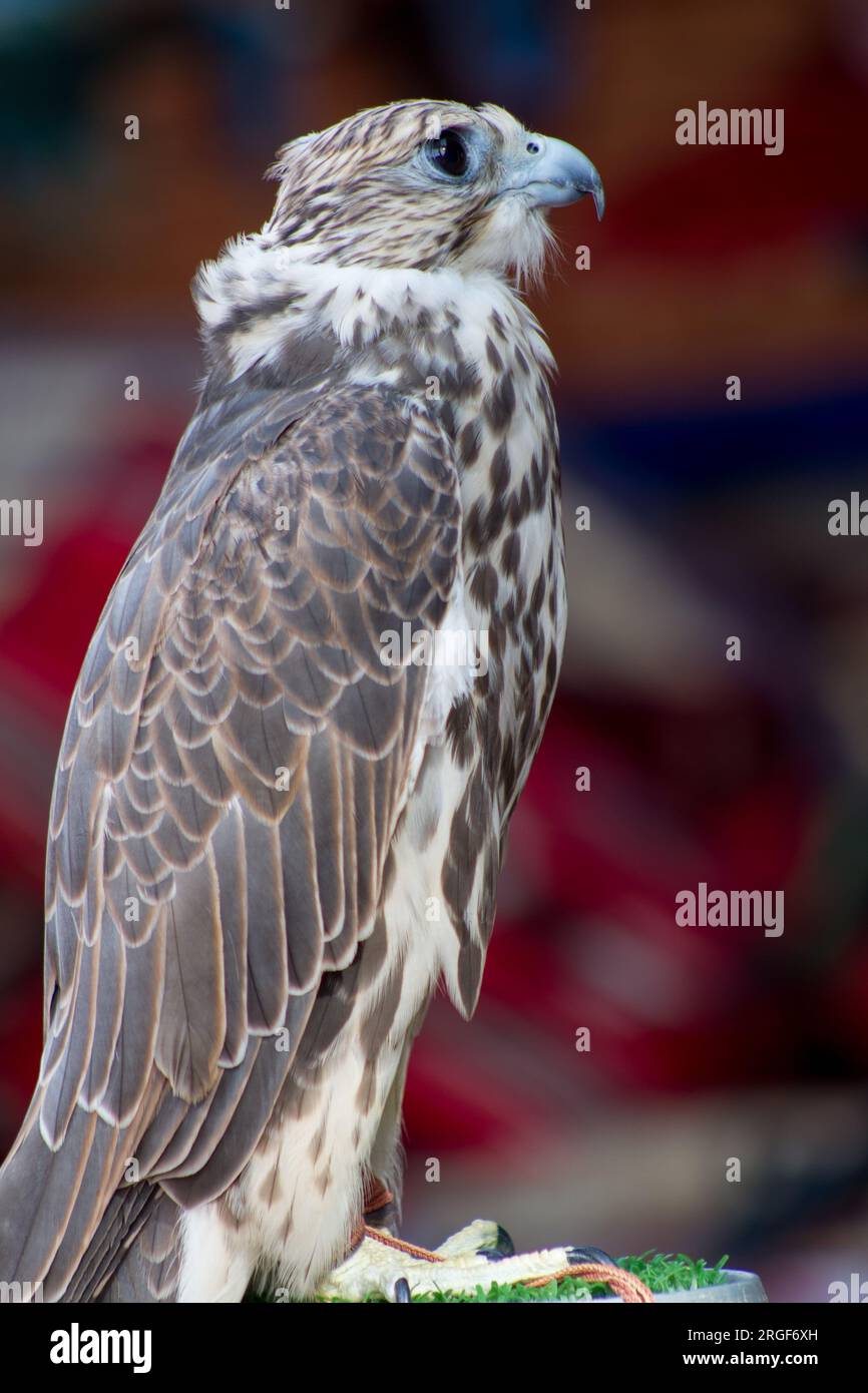 An Arabian Falcon sitting on perch pad in Desert of Dubai UAE Stock ...