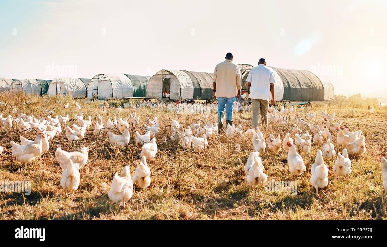 Black people, back and walking on farm with animals, chicken or live ...