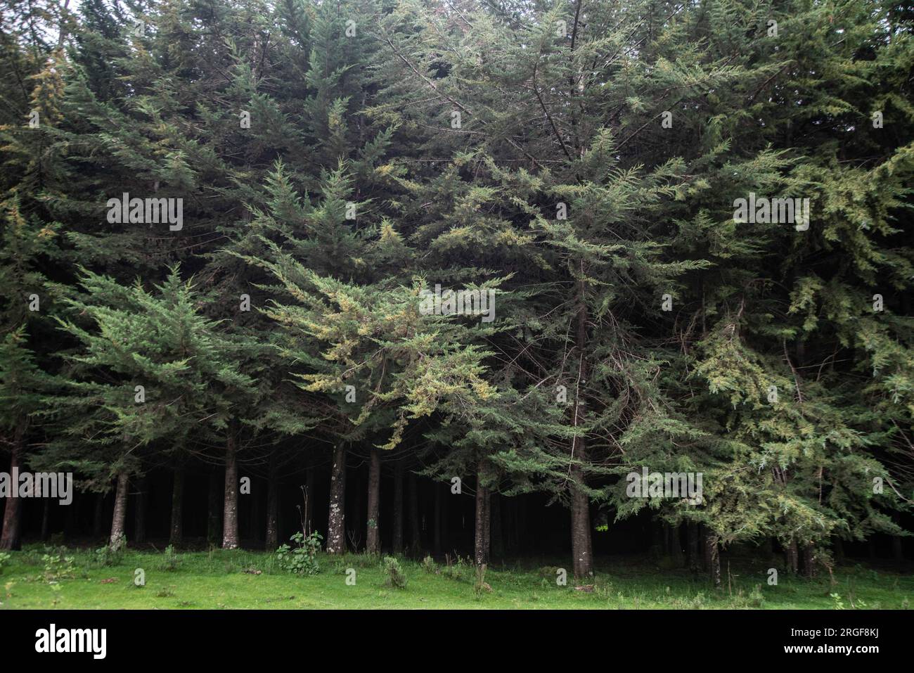 Mau forest kenya hi-res stock photography and images - Alamy