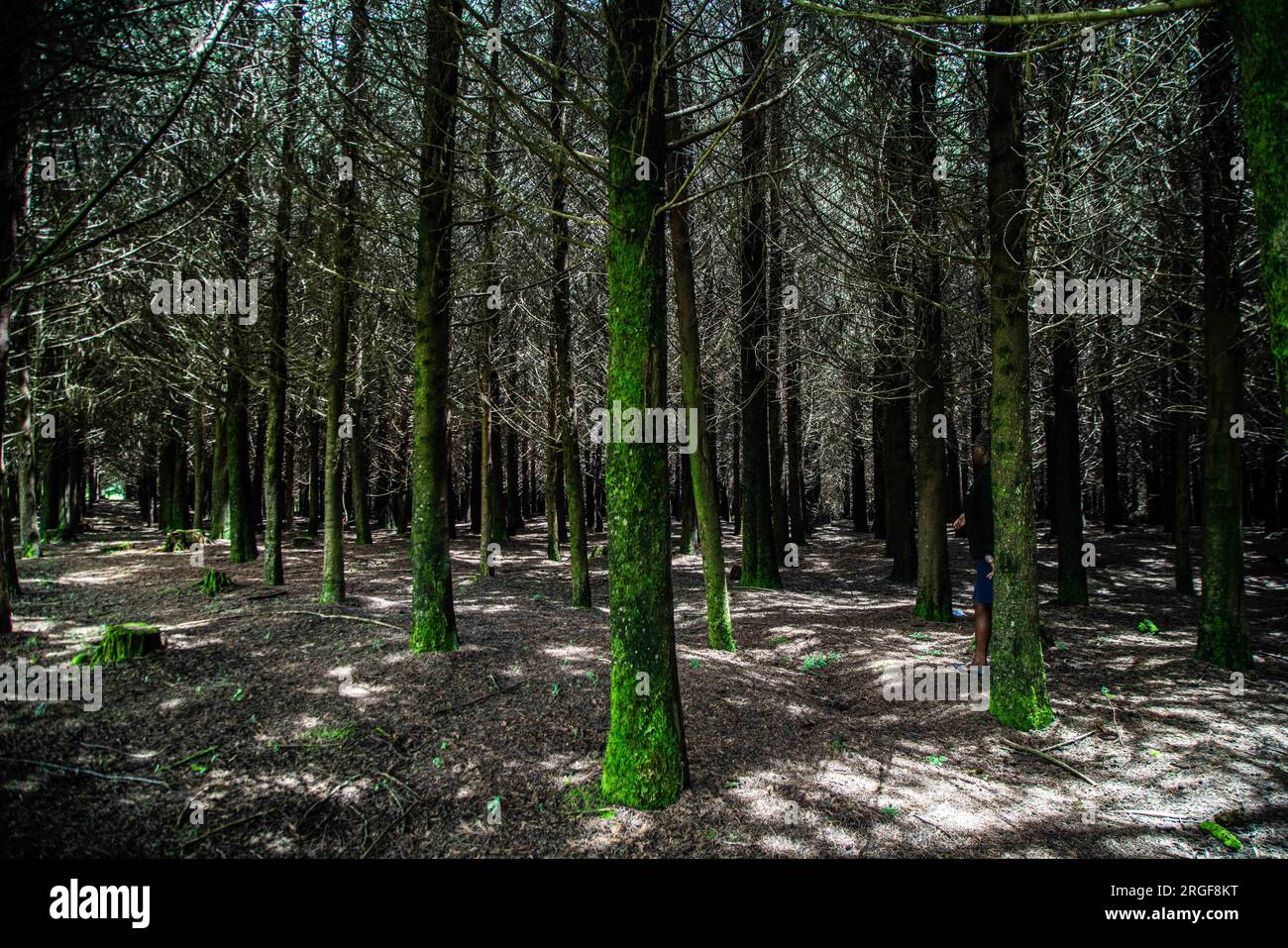 Mau forest kenya hi-res stock photography and images - Alamy