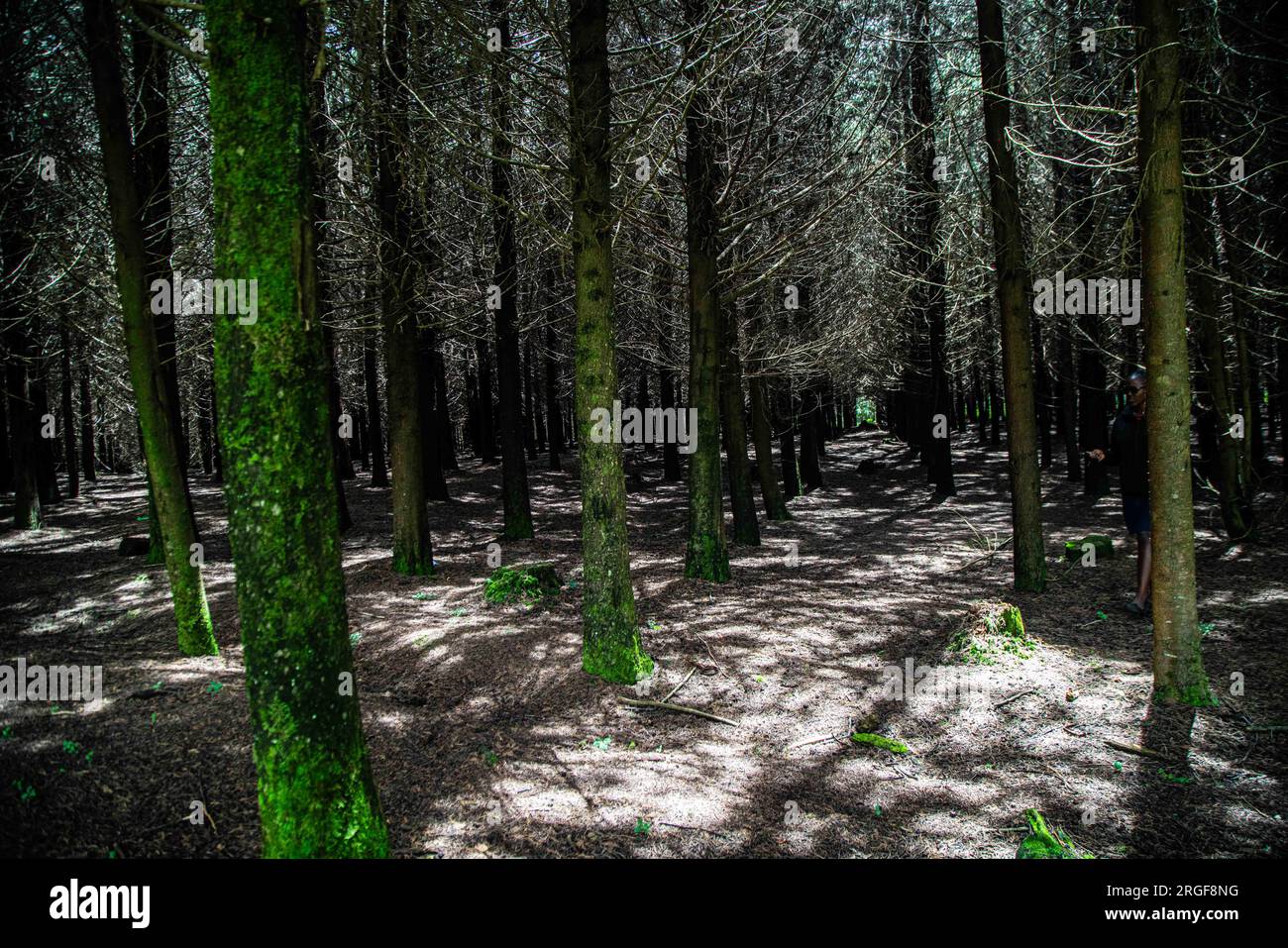 Mau forest kenya hi-res stock photography and images - Alamy