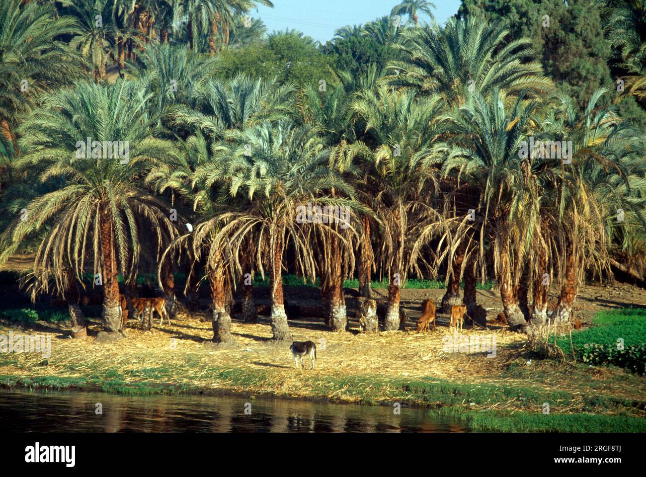 Nile Egypt Palms On River Bank Cows Grazing Stock Photo - Alamy