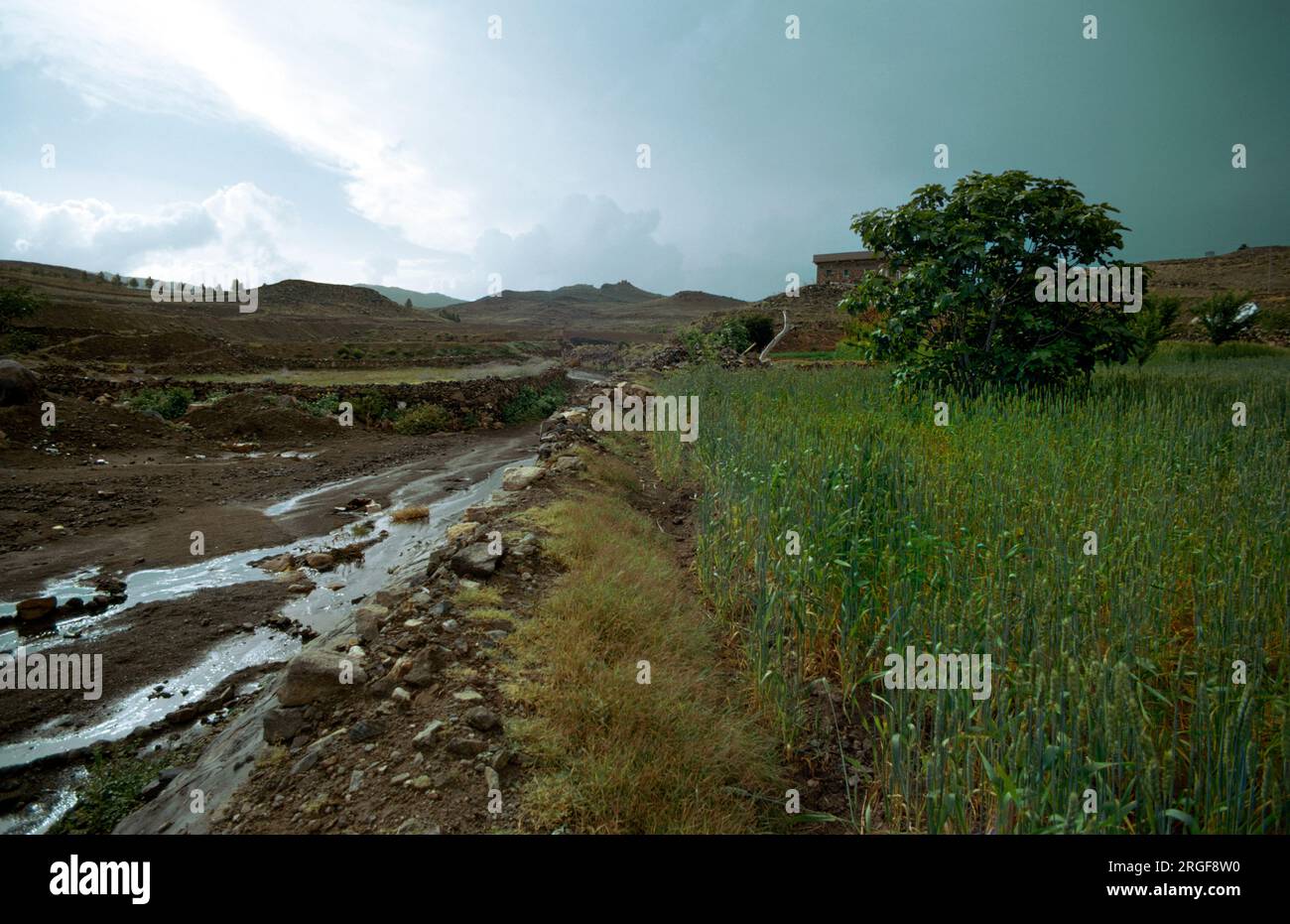 Asir Saudi Arabia Agriculture Crops Growing Stock Photo - Alamy Asir Saudi Arabia Agriculture Crops Growing Stock Photo - Alamy