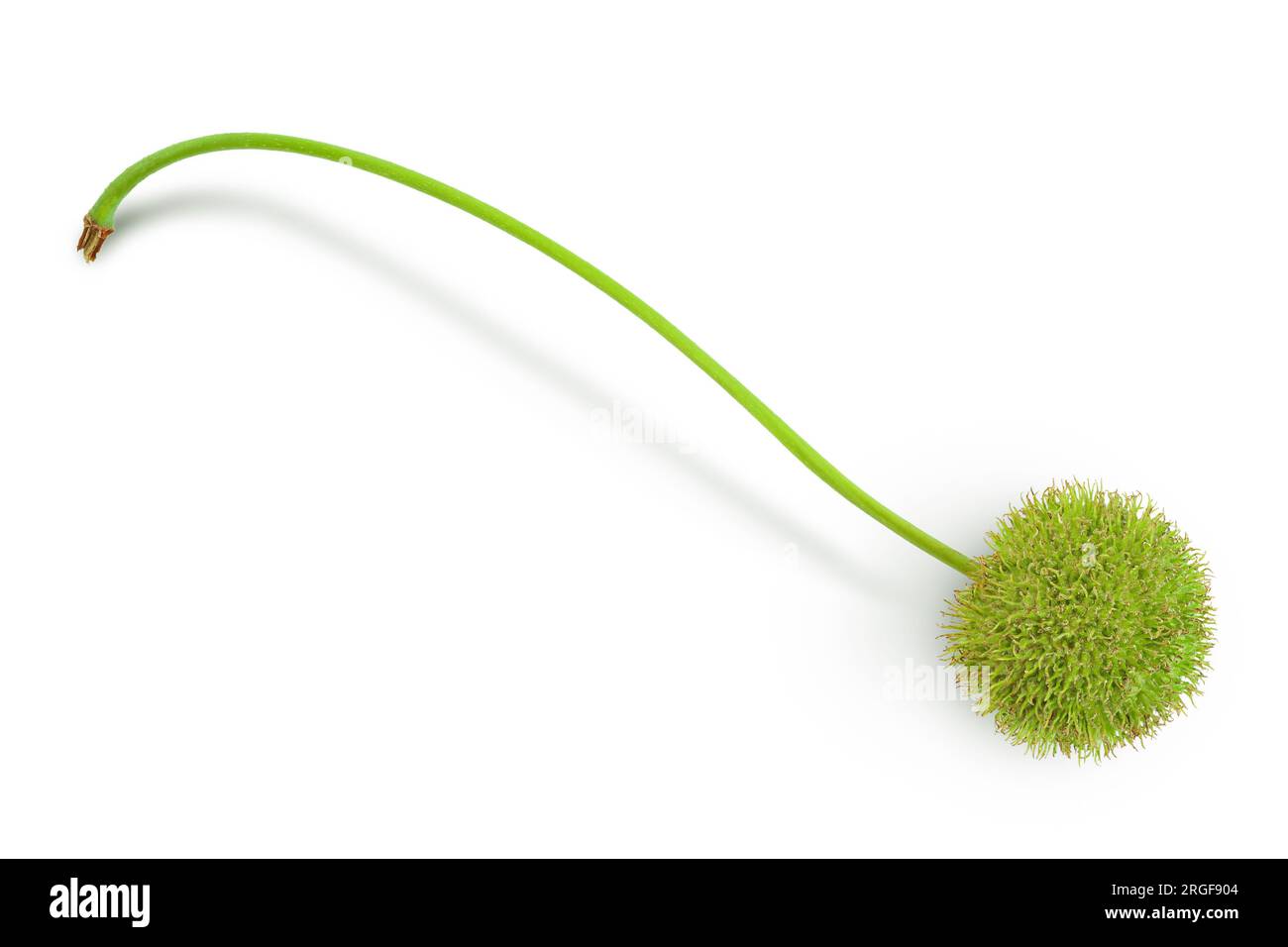 fruit of sycamore plane tree isolated on white bacground. Top view ...