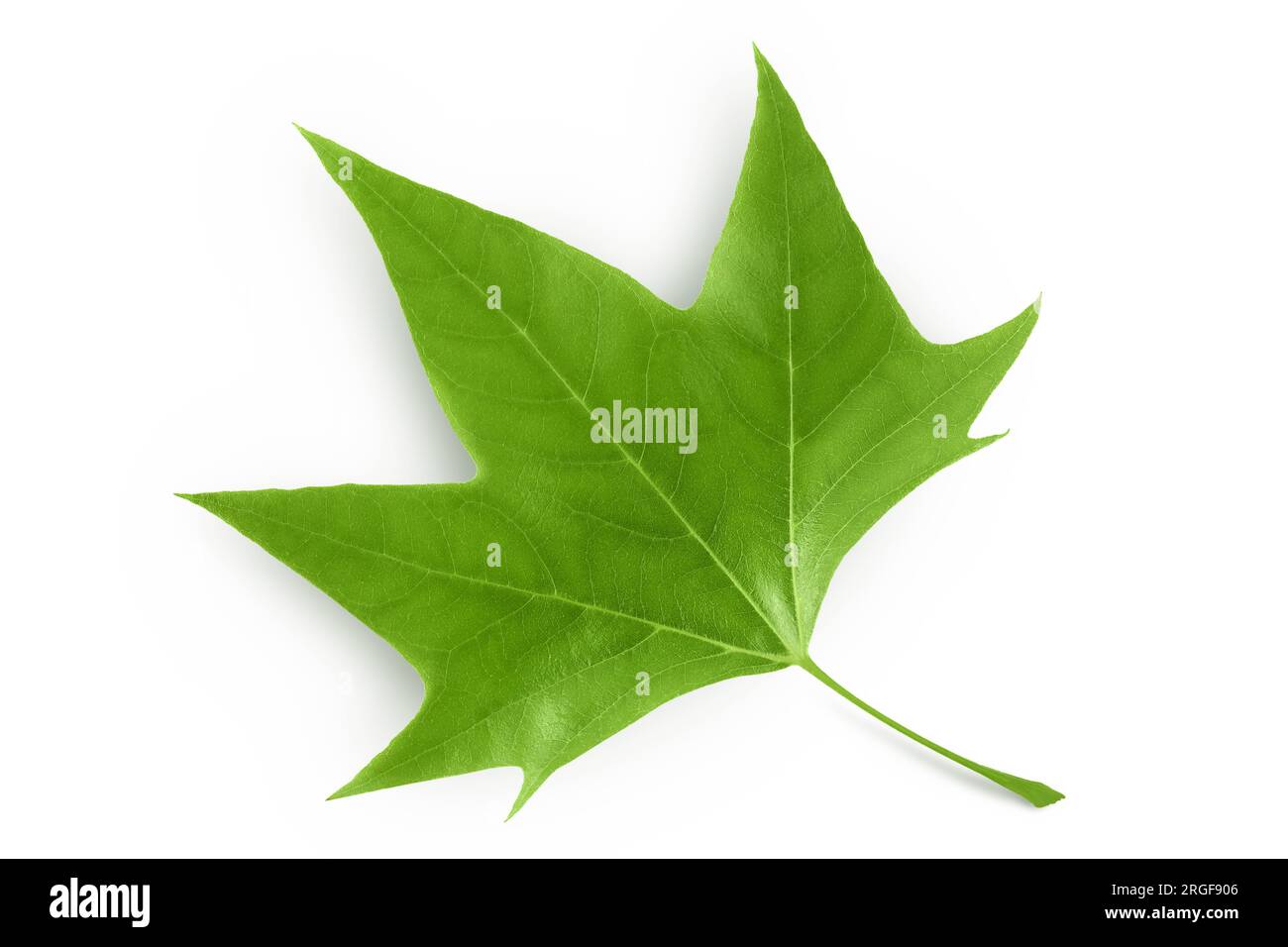 Chenar tree hi-res stock photography and images - Alamy