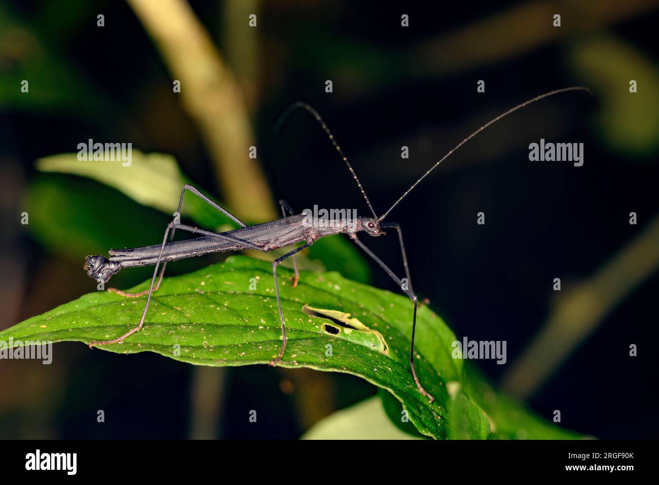 Unidentified stick insect (Order Phasmatodea) from Bosque de Paz, Costa ...