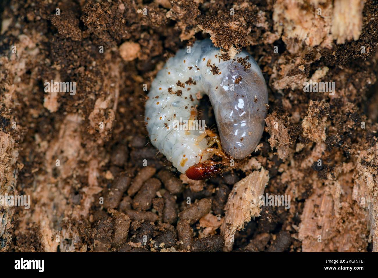 Scarab beetle larvae buried in rotten wood in the cloud forest of ...