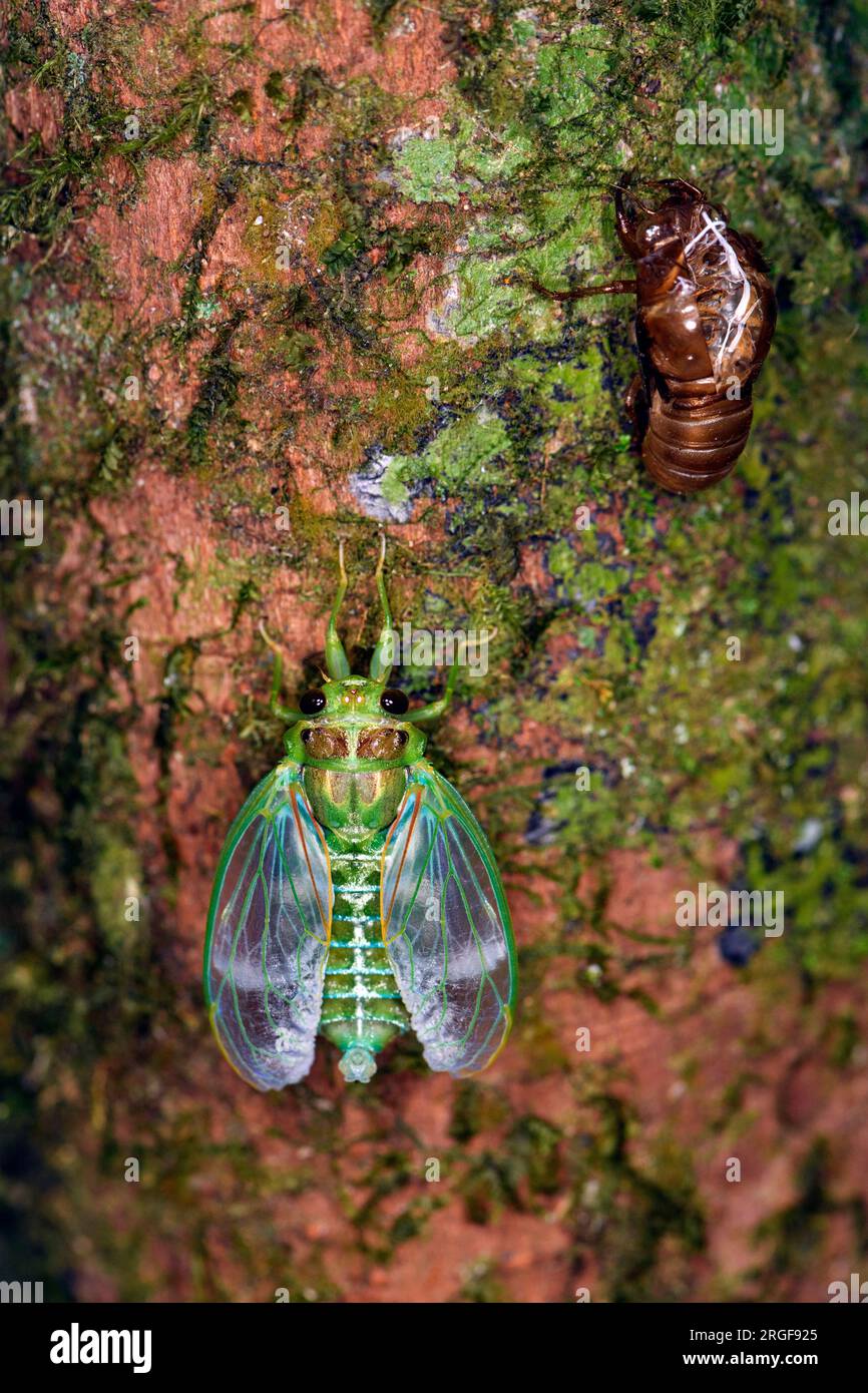 Green cicada molting in the cloudforest of Bosque de Paz, Costa Rica ...