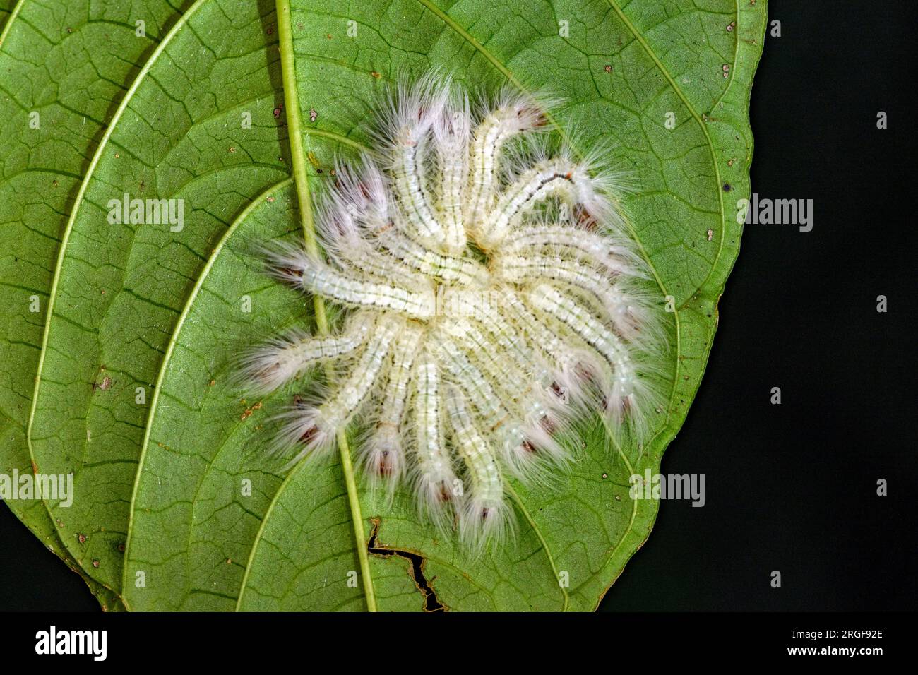 Carterpillars of a moth (probably Hylesia sp.) from the cloudforest of ...