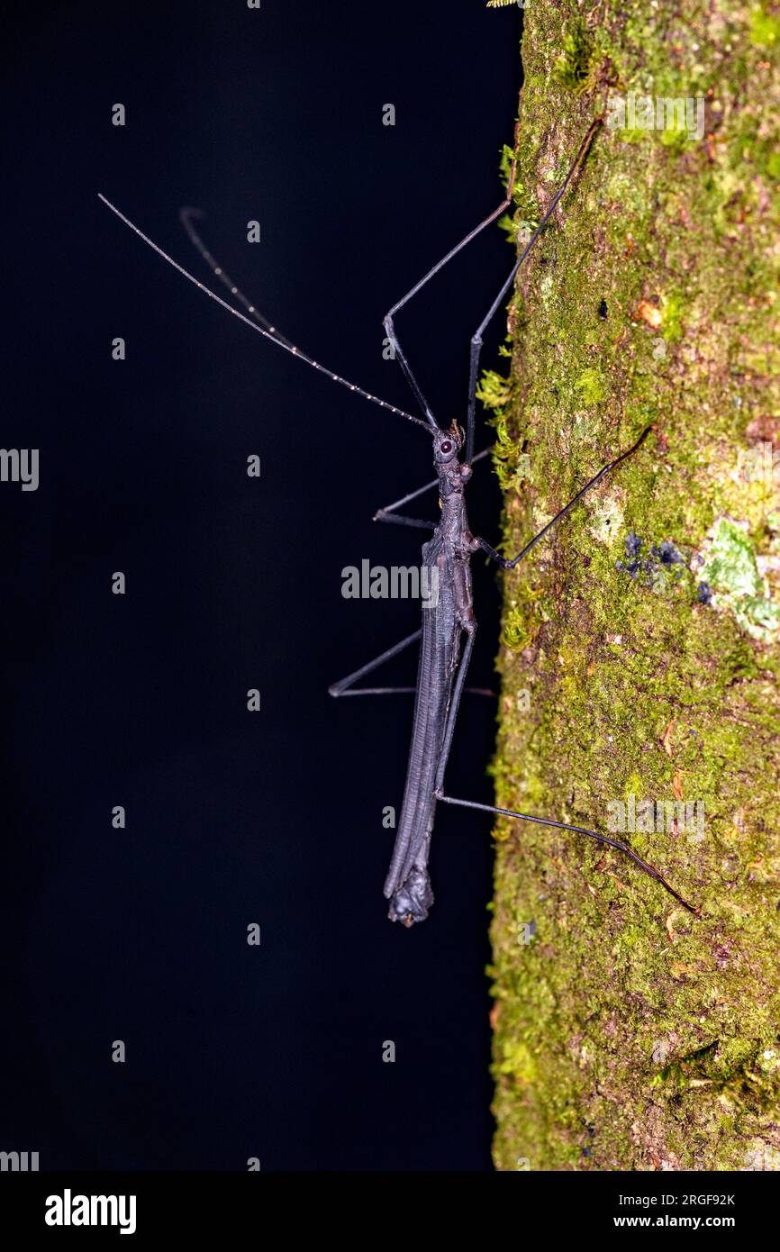 Unidentified stick insect (Order Phasmatodea) from Bosque de Paz, Costa ...