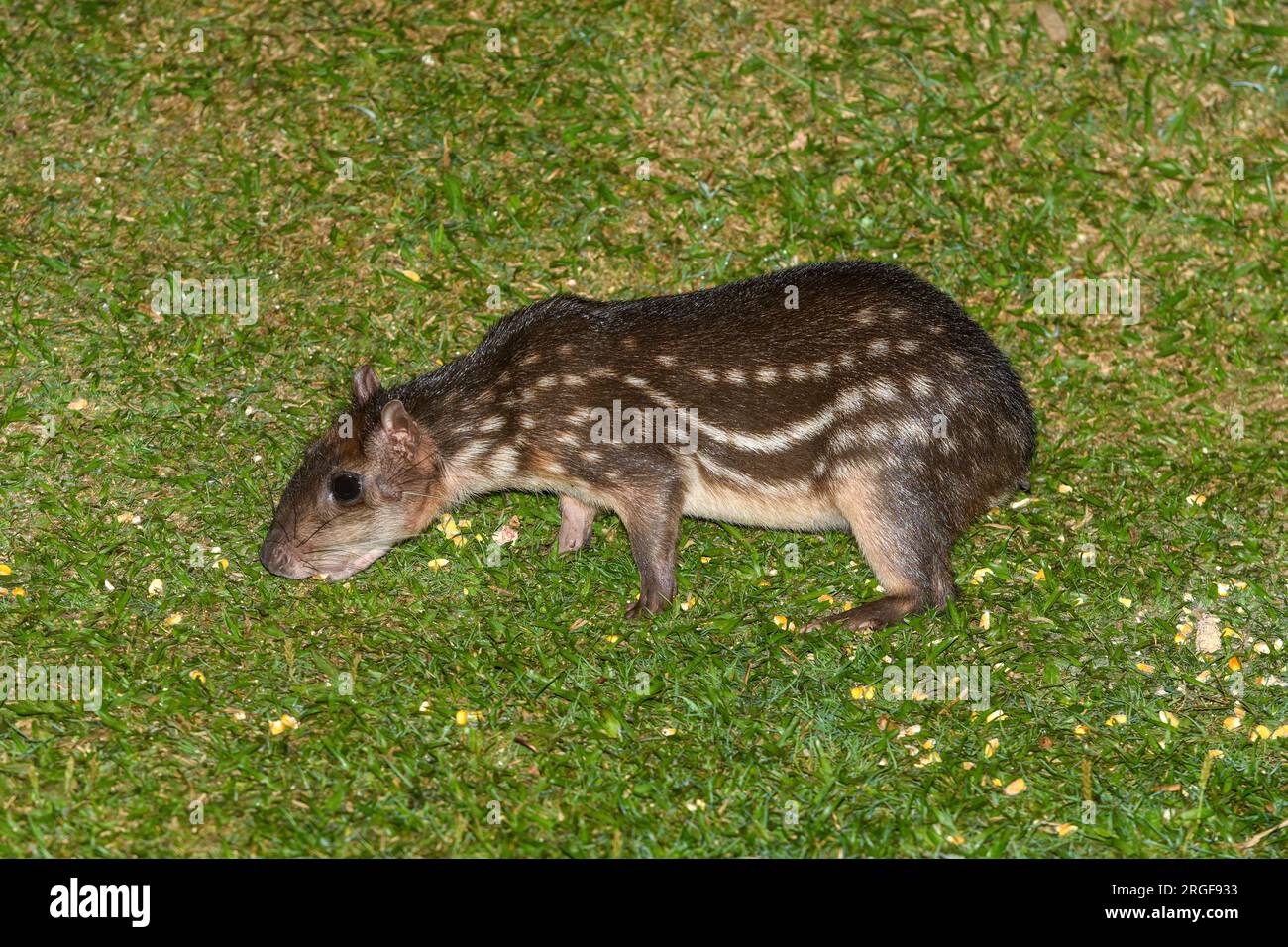 Lowland paca (Cuniculus paca) from Bosque de Paz, Costa Rica Stock ...
