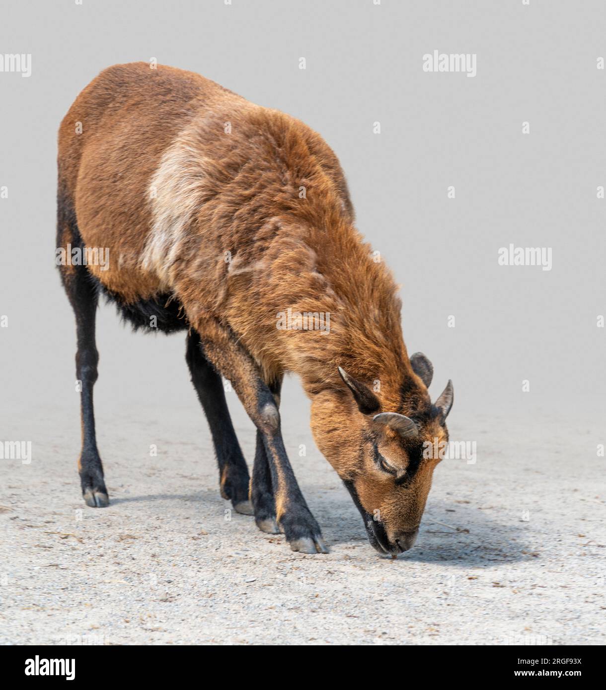 Light brown goat hi-res stock photography and images - Alamy