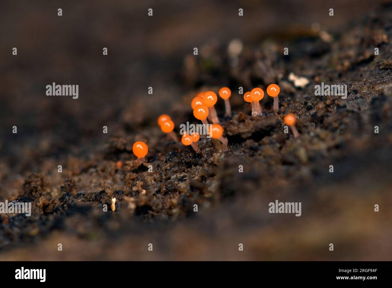 Plasmodium and sporangia of the slime mold Trichia sp. or Hemitrichia ...