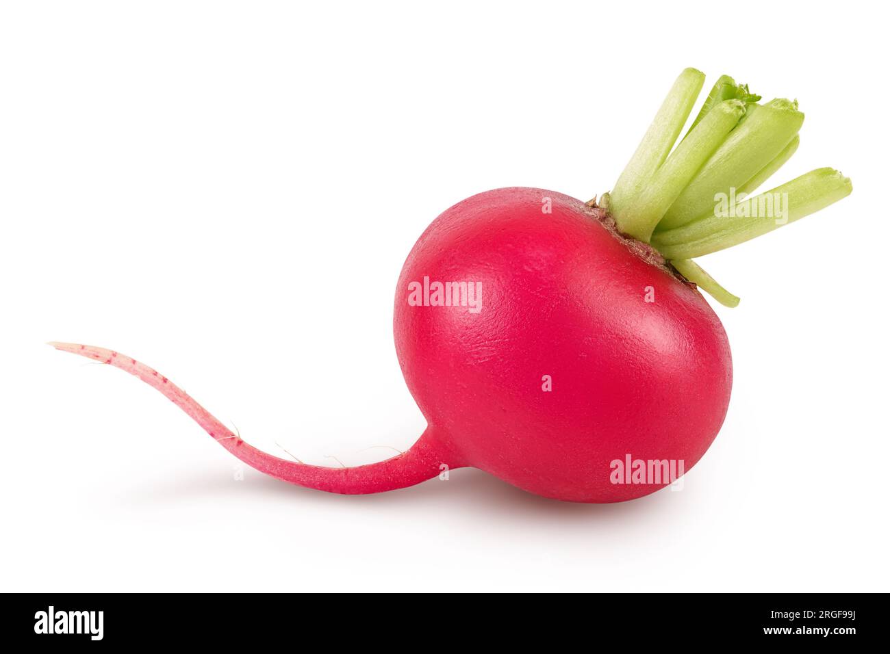 Fresh radish isolated on white background with full depth of field ...