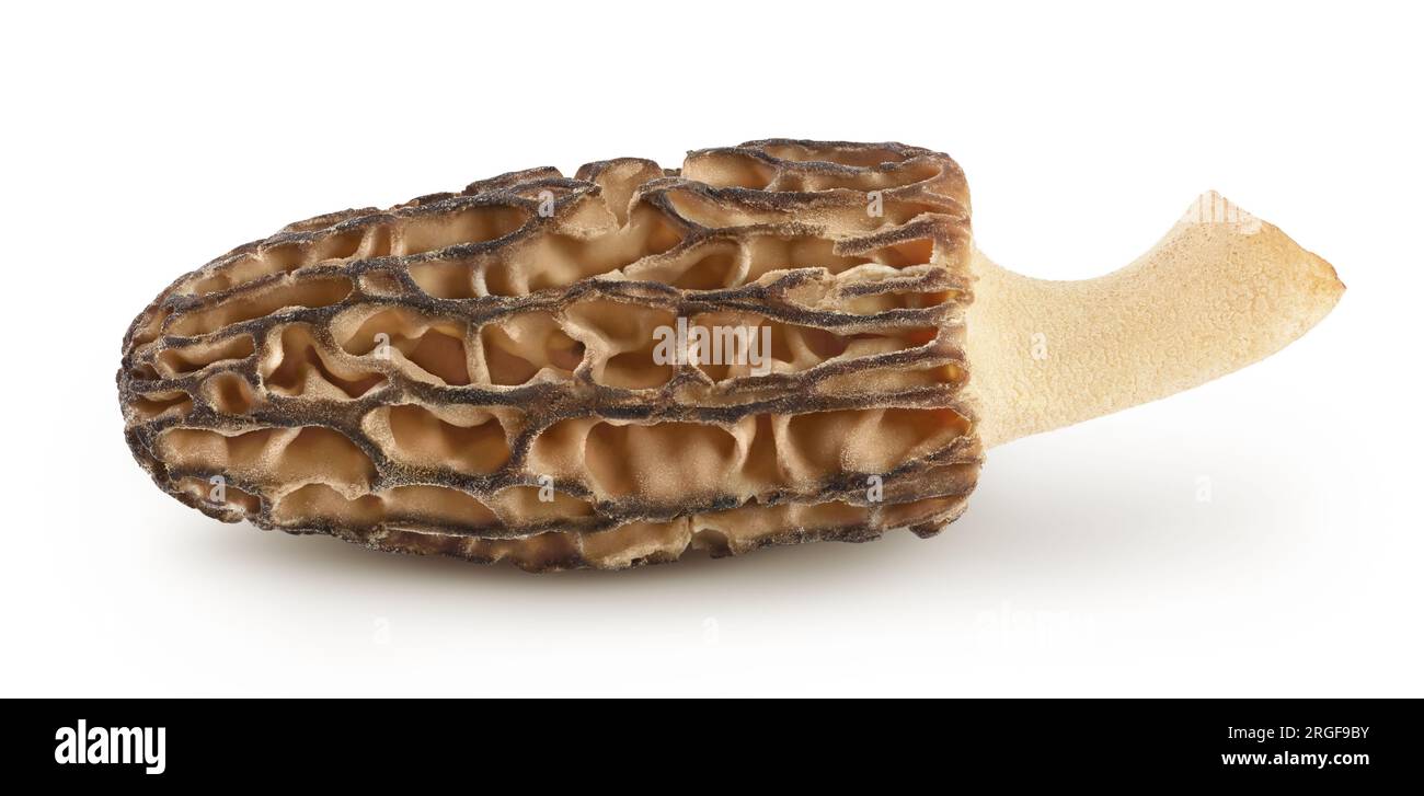 raw morel mushroom isolated on white background with full depth of ...