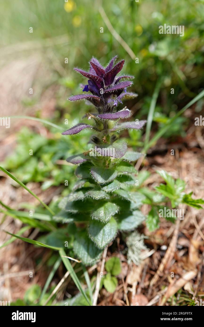 Natural closeup on an erect pyramidal bugle wildflower plant, in the ...