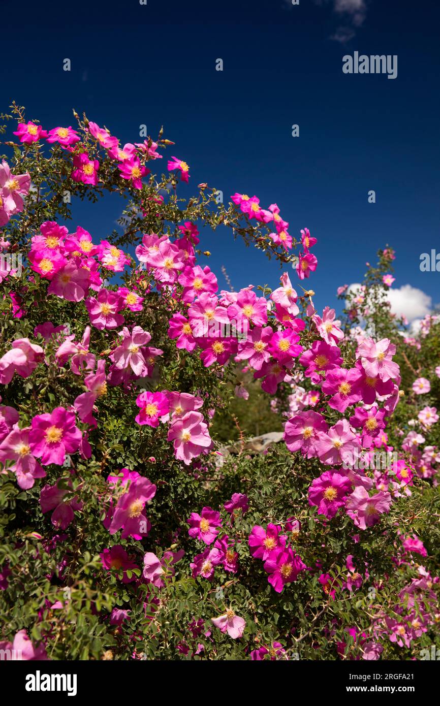 India, Ladakh, Zanskar, Skyagam, wild roses growing beside road Stock ...