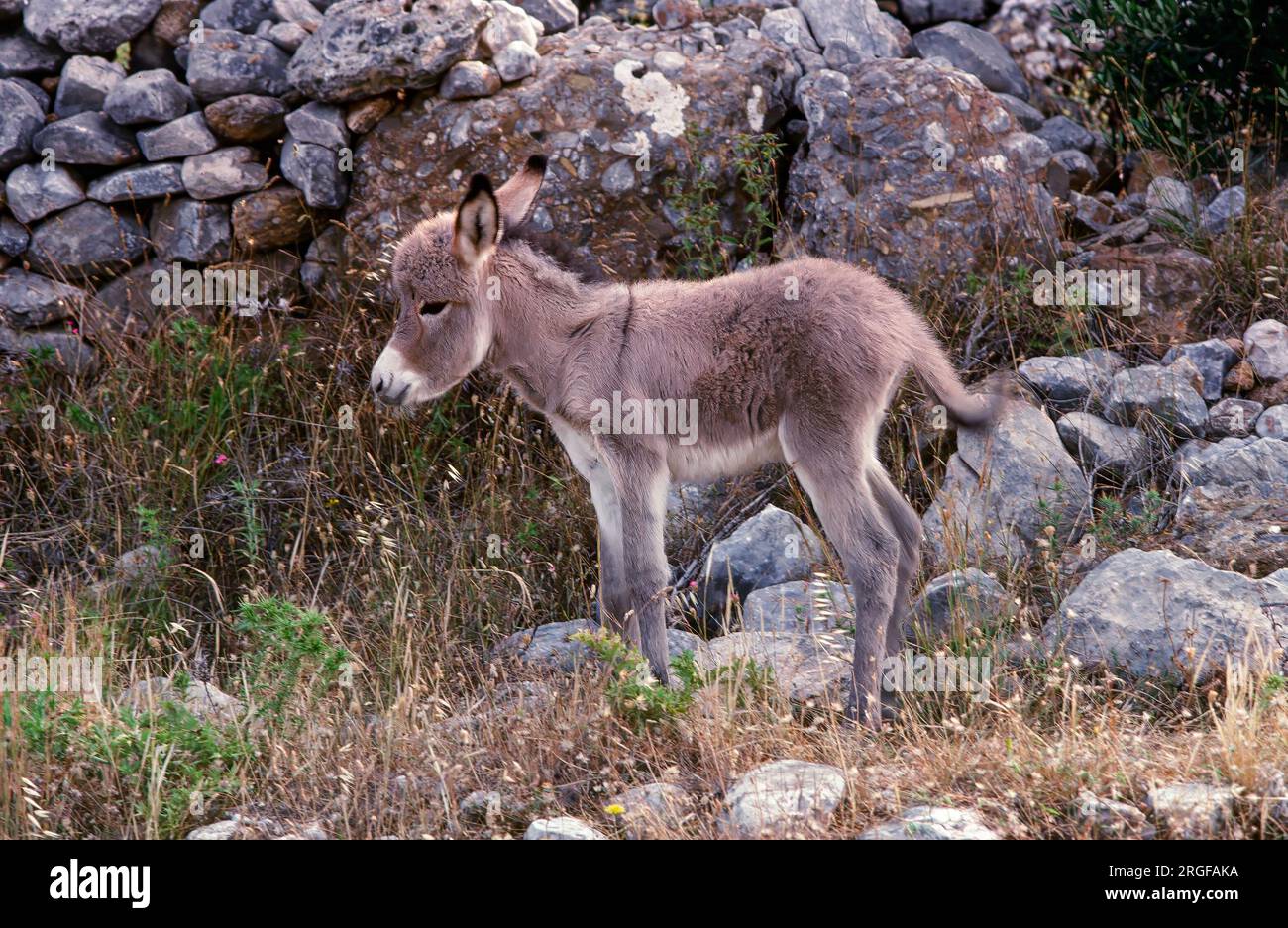 Cattle peloponnese greek greece farm hi-res stock photography and ...