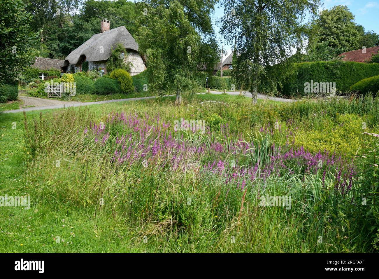 A typical English Village scene with a thatched cottage and overgrown ...