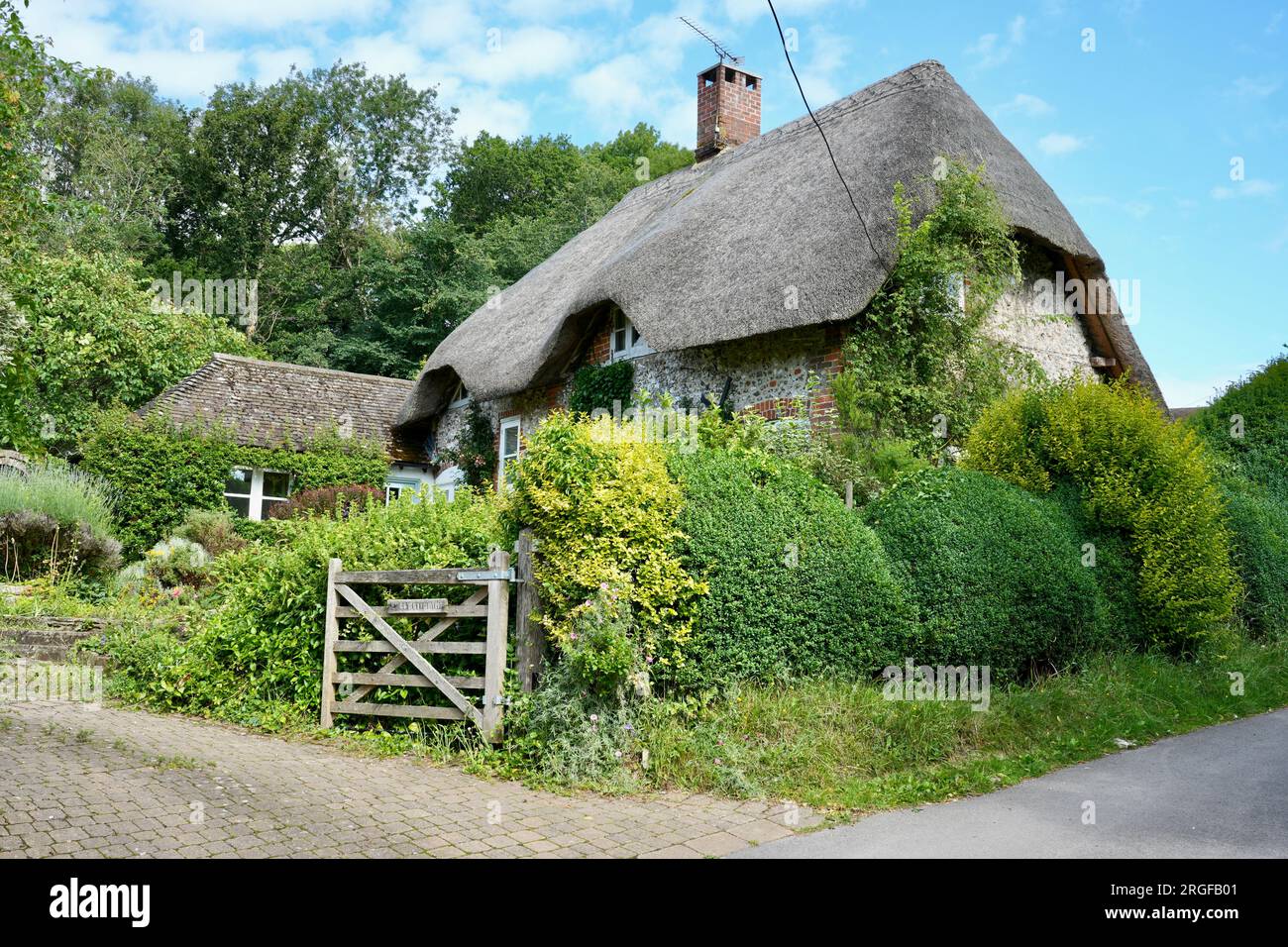 A typical English Thatched cottage with overgrown hedge and garden gate ...