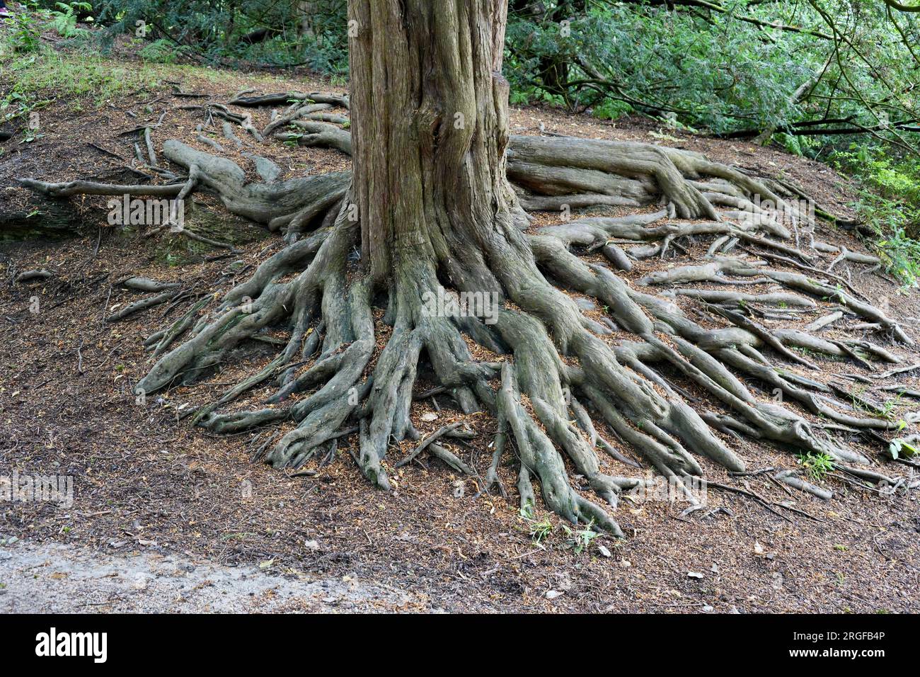 Root beech tree exposed hi-res stock photography and images - Alamy