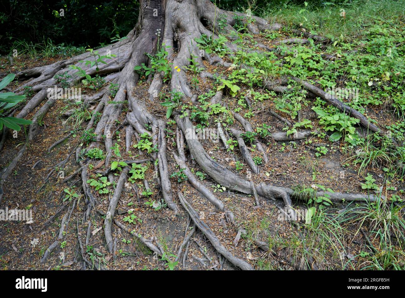 Root beech tree exposed hi-res stock photography and images - Alamy