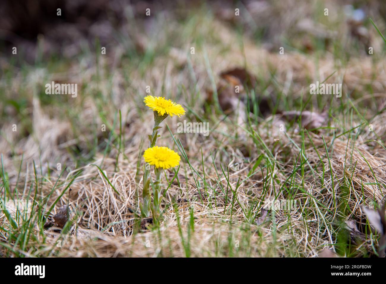 Flovers hi-res stock photography and images - Alamy