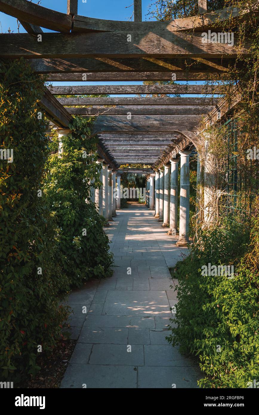 View of creeper plants covering old colonnade at The Hill Garden and ...