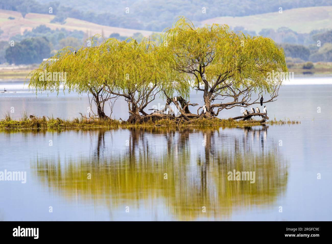 A thicket of Weeping Willows on the edge of Khancoban Dam with a flock ...