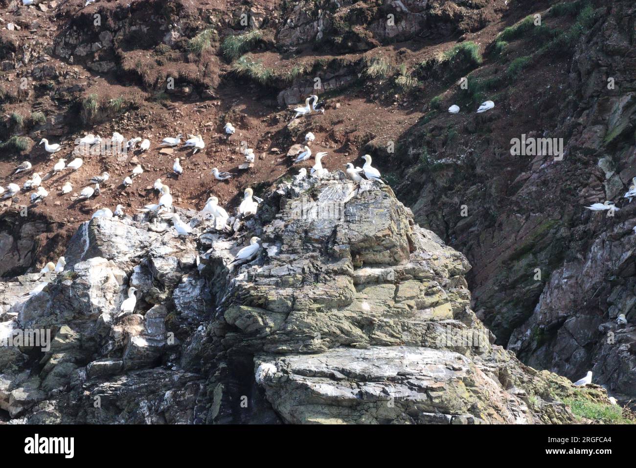 Gannet on cliffs at Troup Head Stock Photo - Alamy