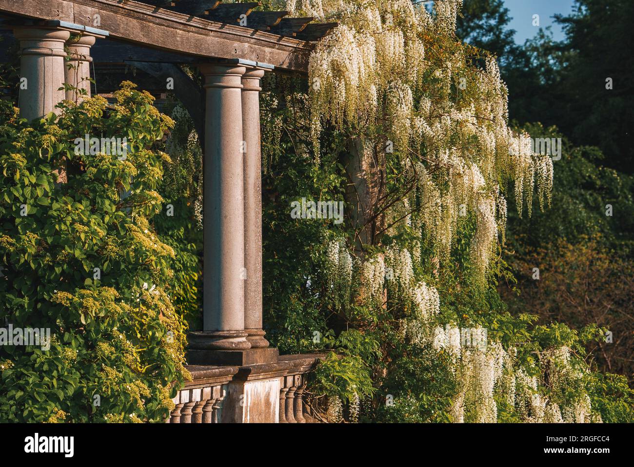 Wisteria plants growing on old columns at The Hill Garden and Pergola ...