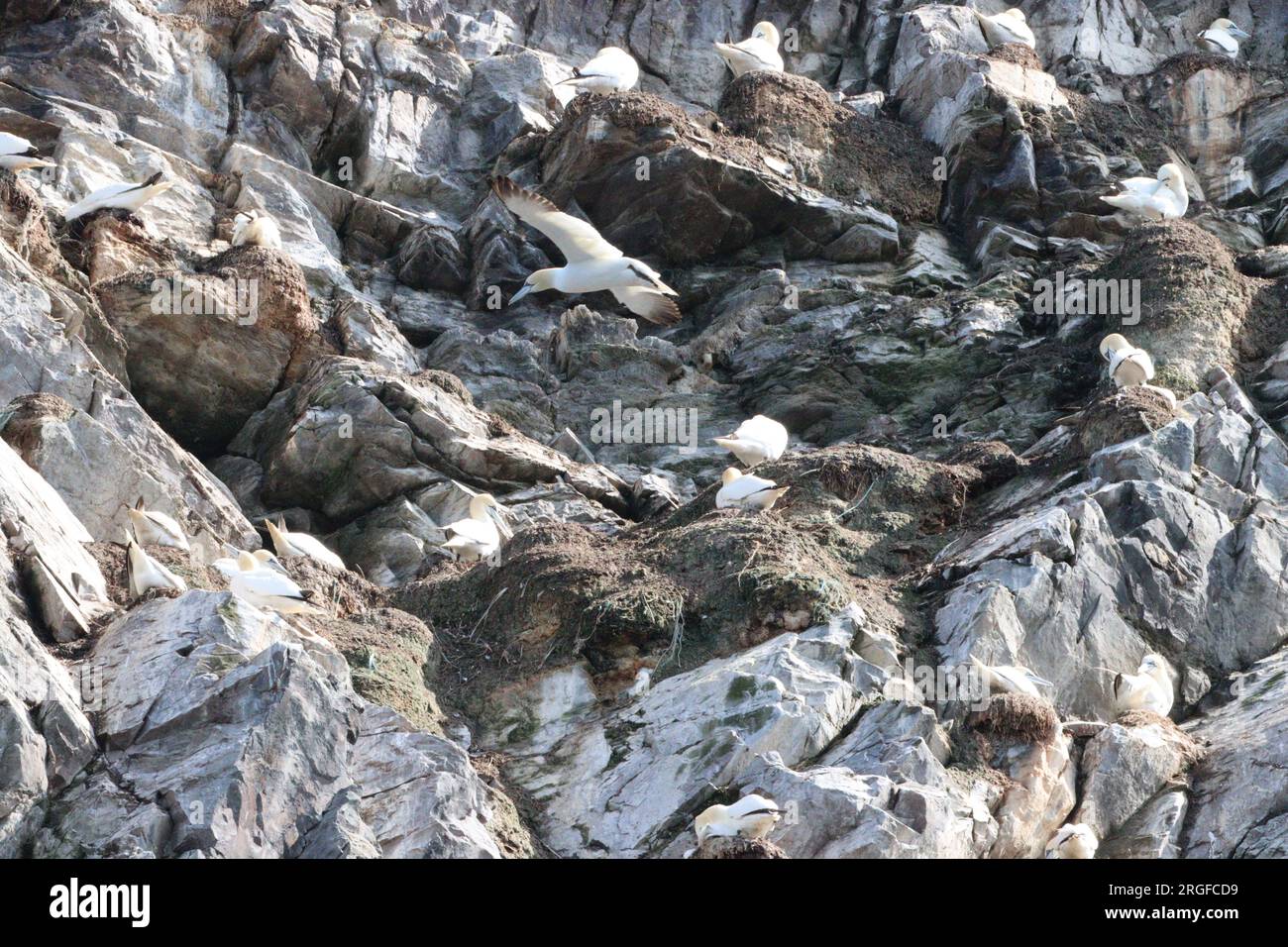 Troup head cliffs hi-res stock photography and images - Alamy