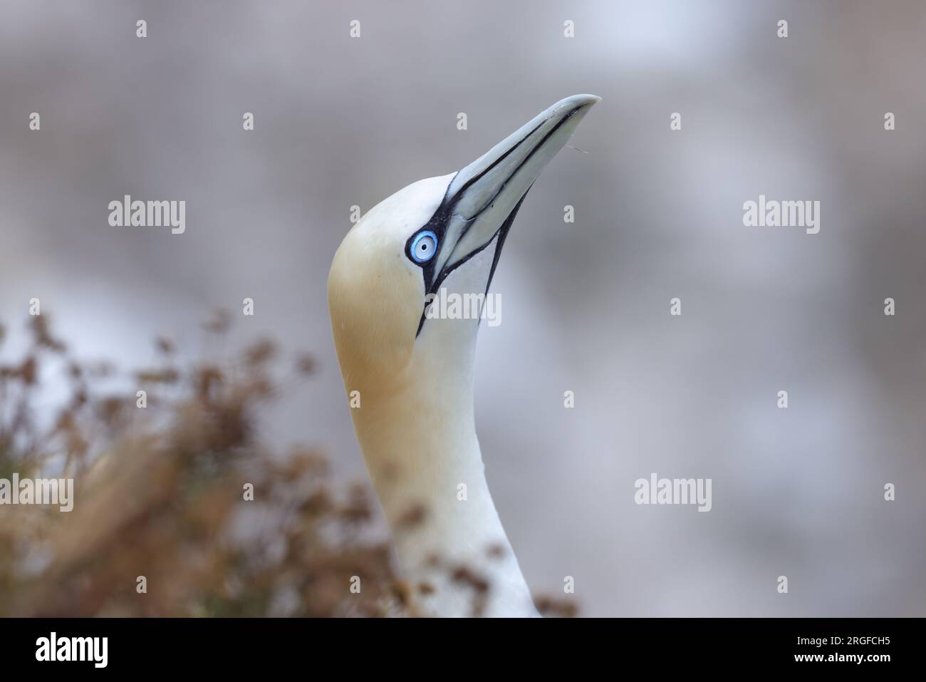 The northern gannet is a seabird, the largest species of the gannet ...