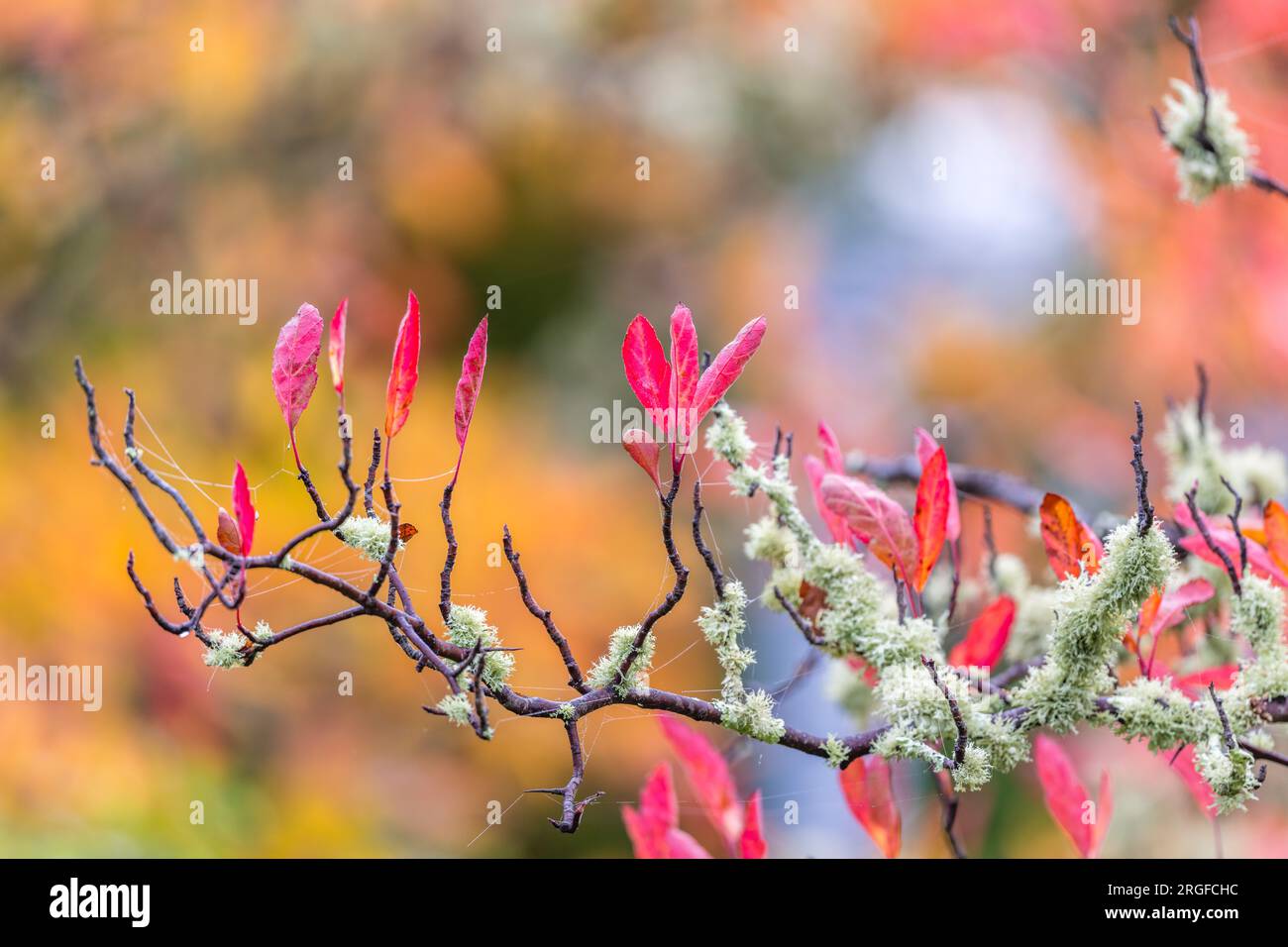 The gorgeous vibrant colours of Autumn trees with lichen covered ...