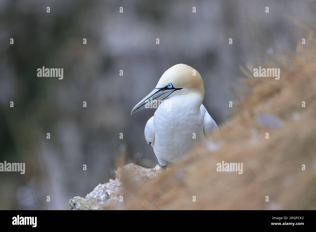The northern gannet is a seabird, the largest species of the gannet ...