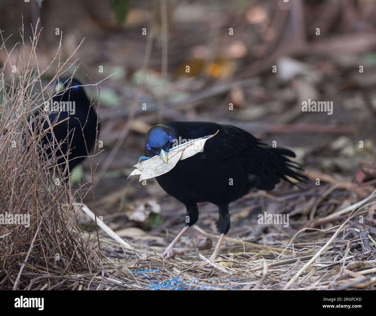 Pair of bowerbirds hi-res stock photography and images - Alamy