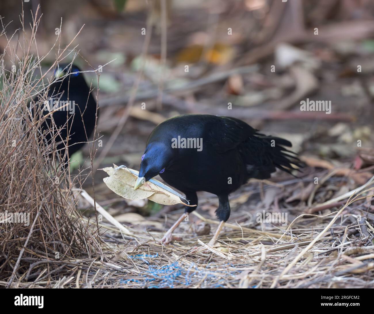 Satin bower pair hi-res stock photography and images - Alamy