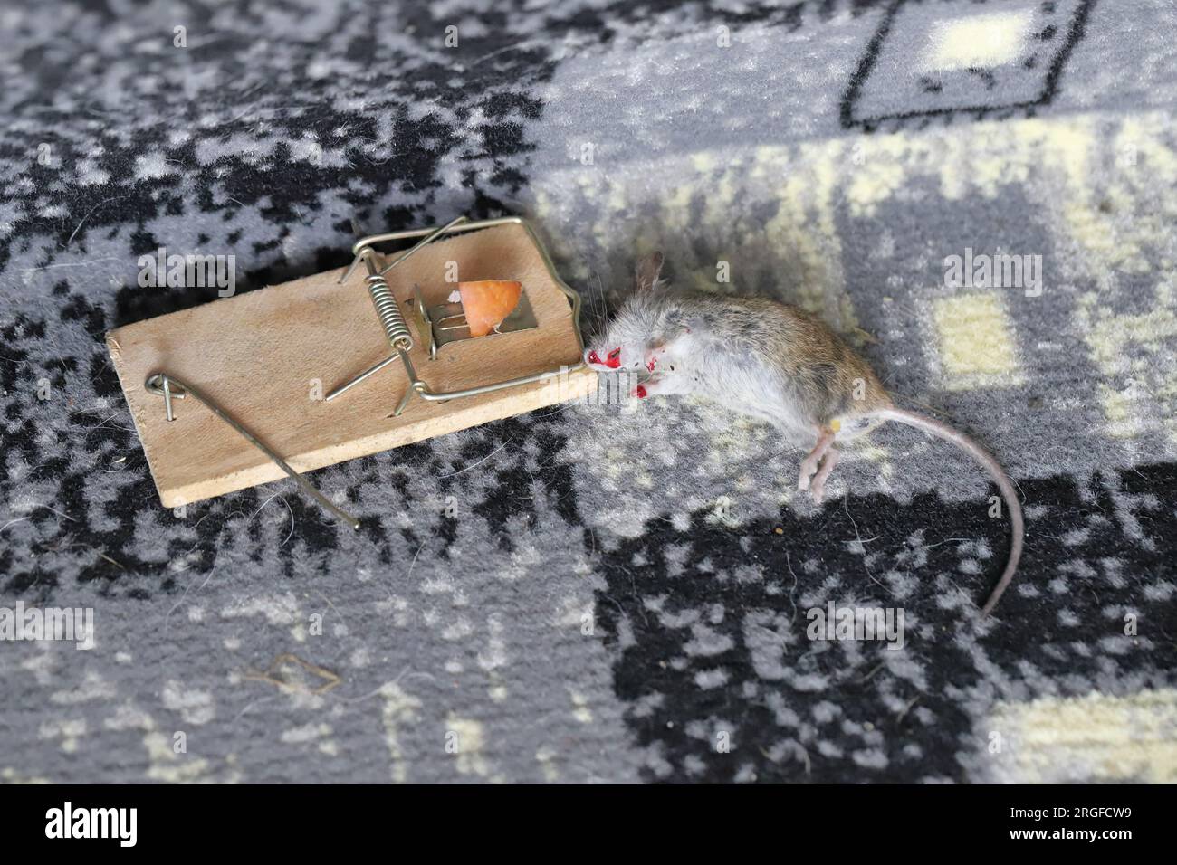 Dead mouse caught in a trap in a house, apartment Stock Photo - Alamy