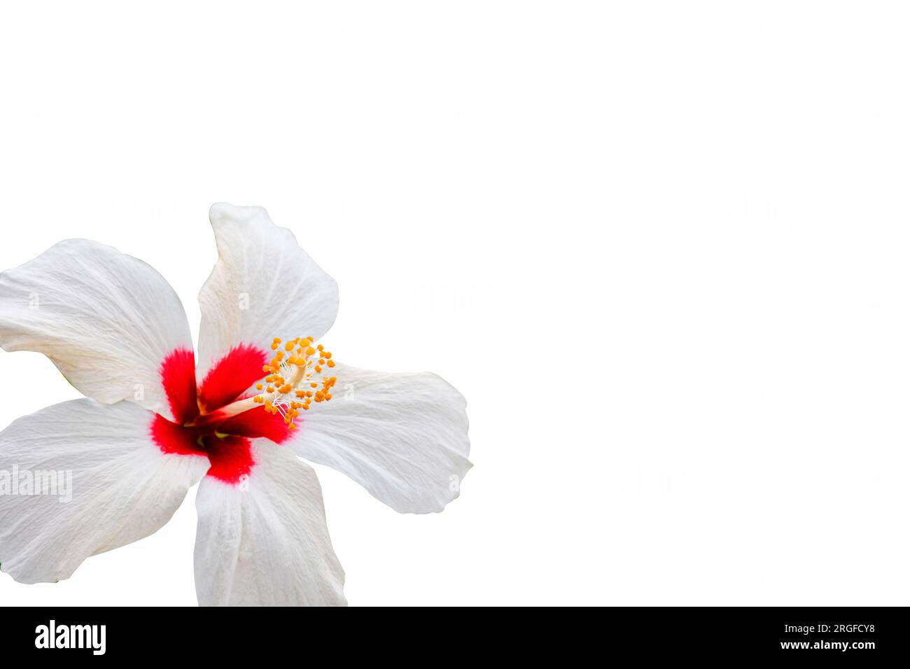 Hibiscus rosa-sinensis is a bushy, evergreen shrub. commonly known as ...