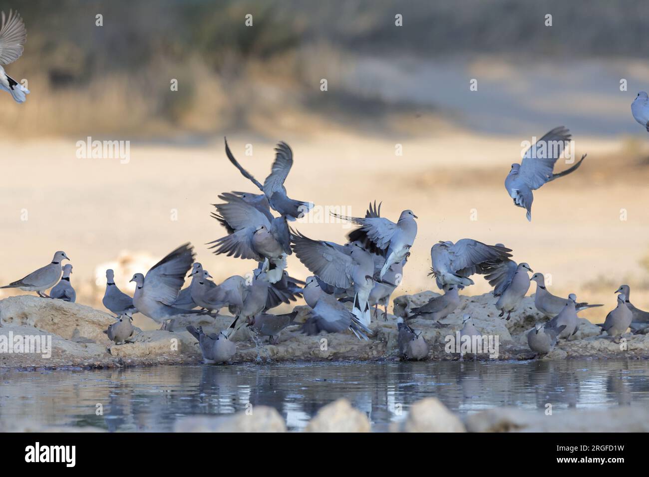 The ring-necked dove, also known as the Cape turtle dove or half ...