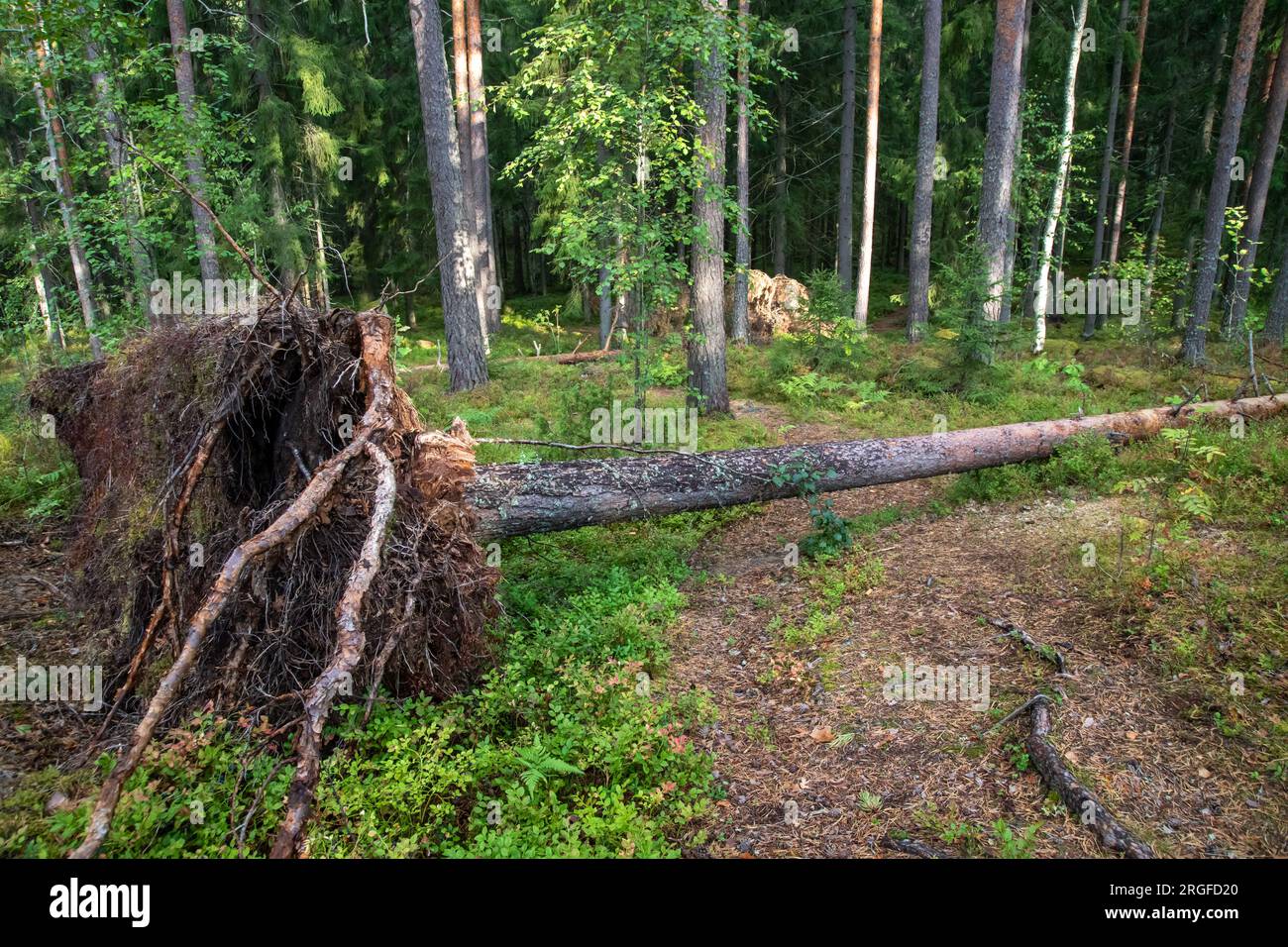 A Pine tree fallen on pathway in a forest Stock Photo - Alamy