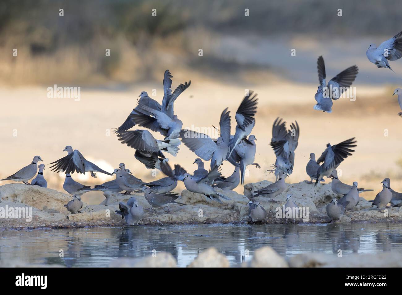 The ring-necked dove, also known as the Cape turtle dove or half ...
